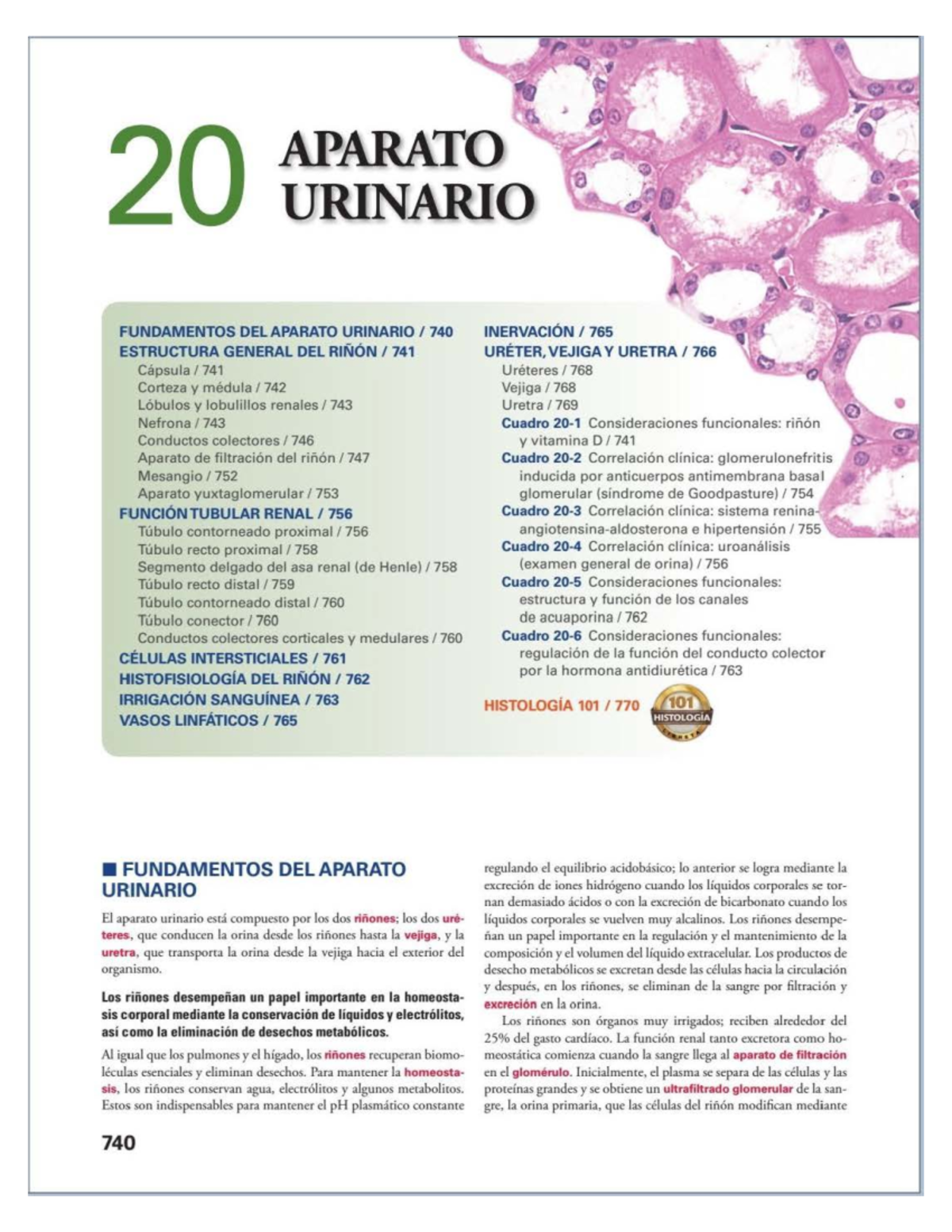 Sistema Urinario- Libro Histo - APARATO URINARIO FUNDAMENTOS DEL APARATO URINARIO / 740 ...