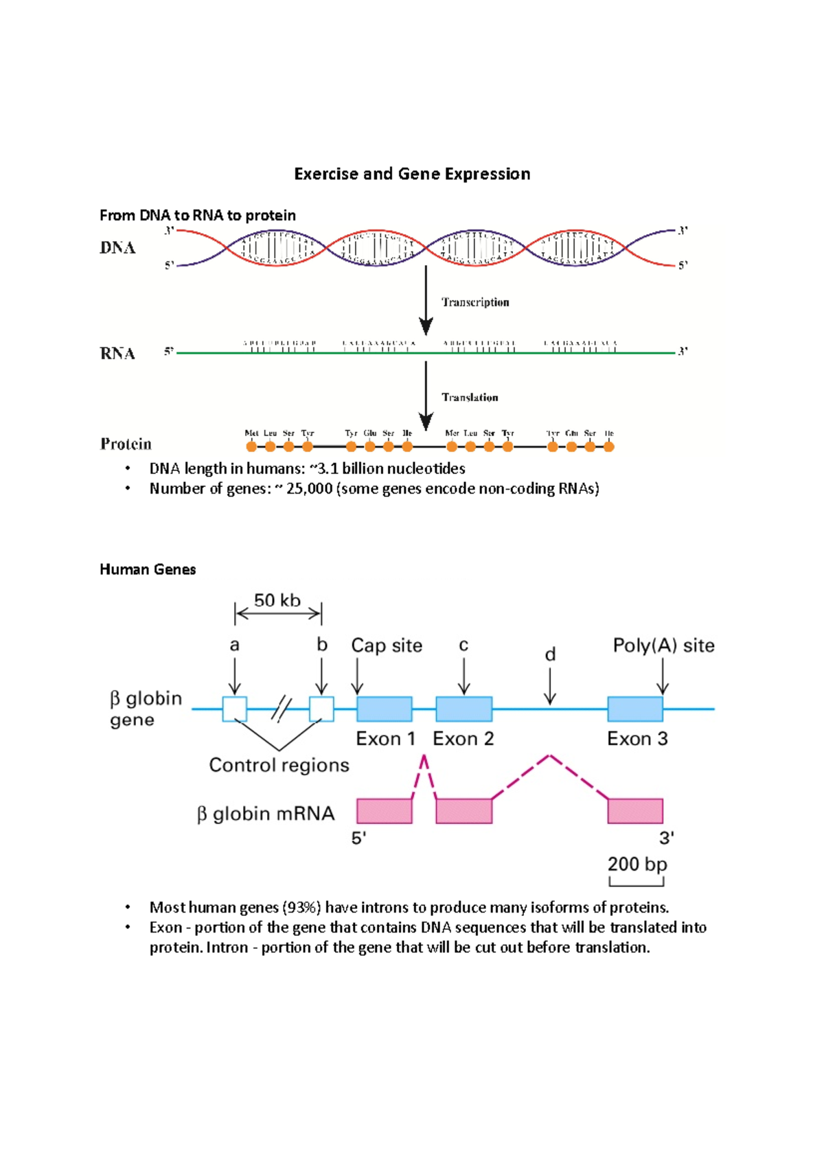 Exercise and Gene Expression - Exon - portion of the gene that contains ...