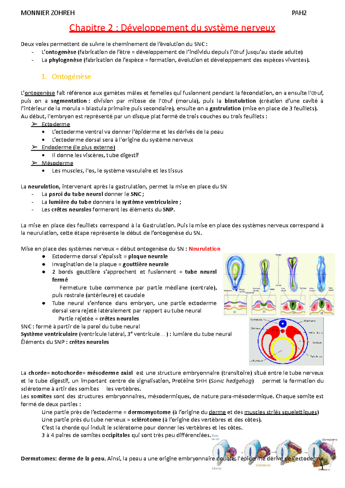Chapitre 2 Développement du système nerveux - 1. Ontogénèse L ...