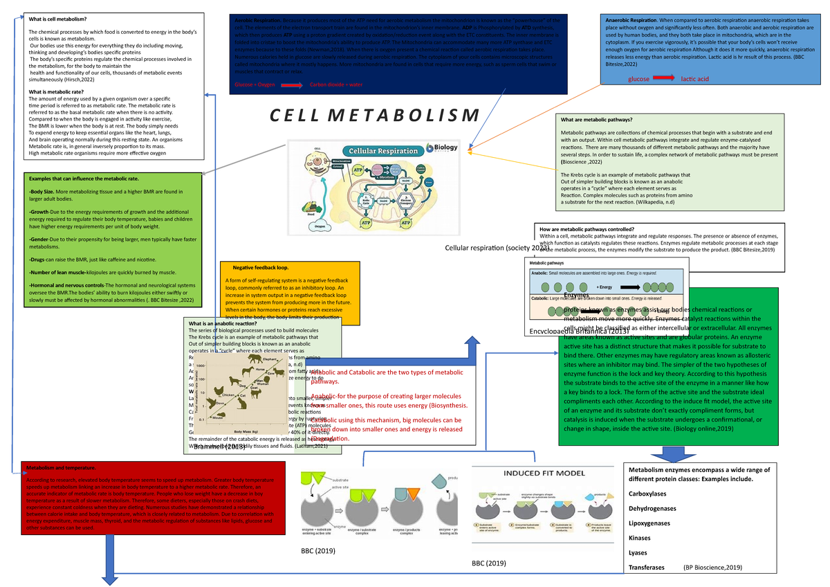 Cell metabolism 2 Complete - Aerobic Respiration. Because it produces ...