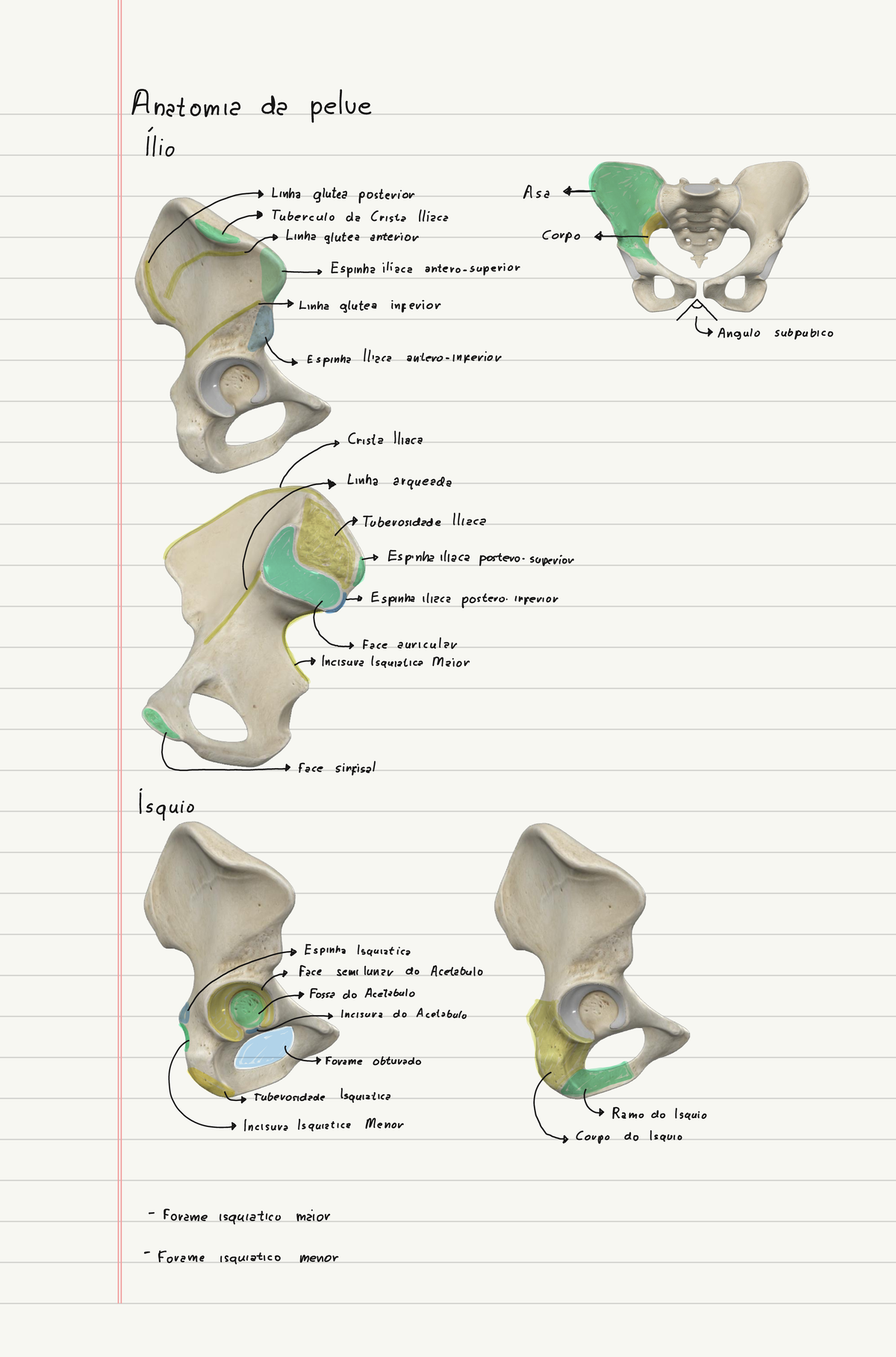 ANAT-I - Anatomia - Studocu