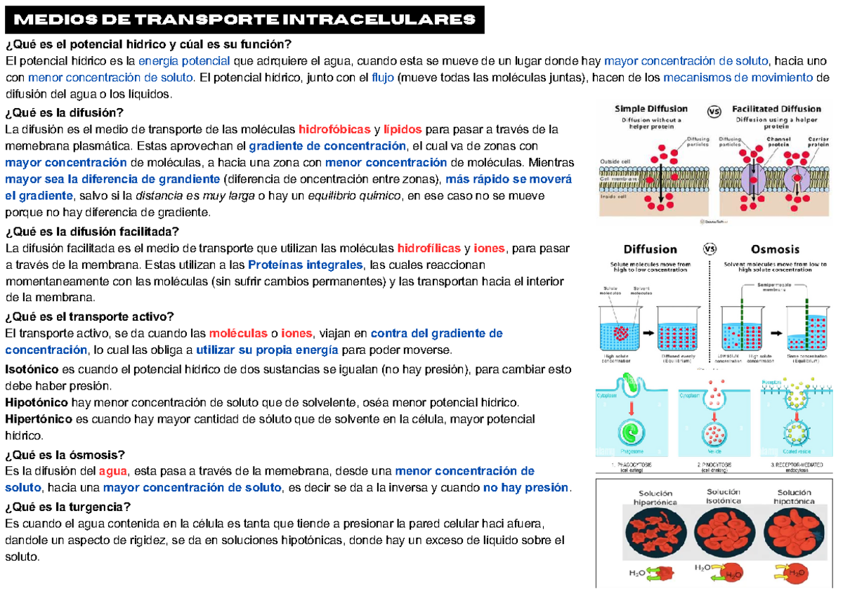 Medios de transporte dentro de la célula - Medios de transporte ...