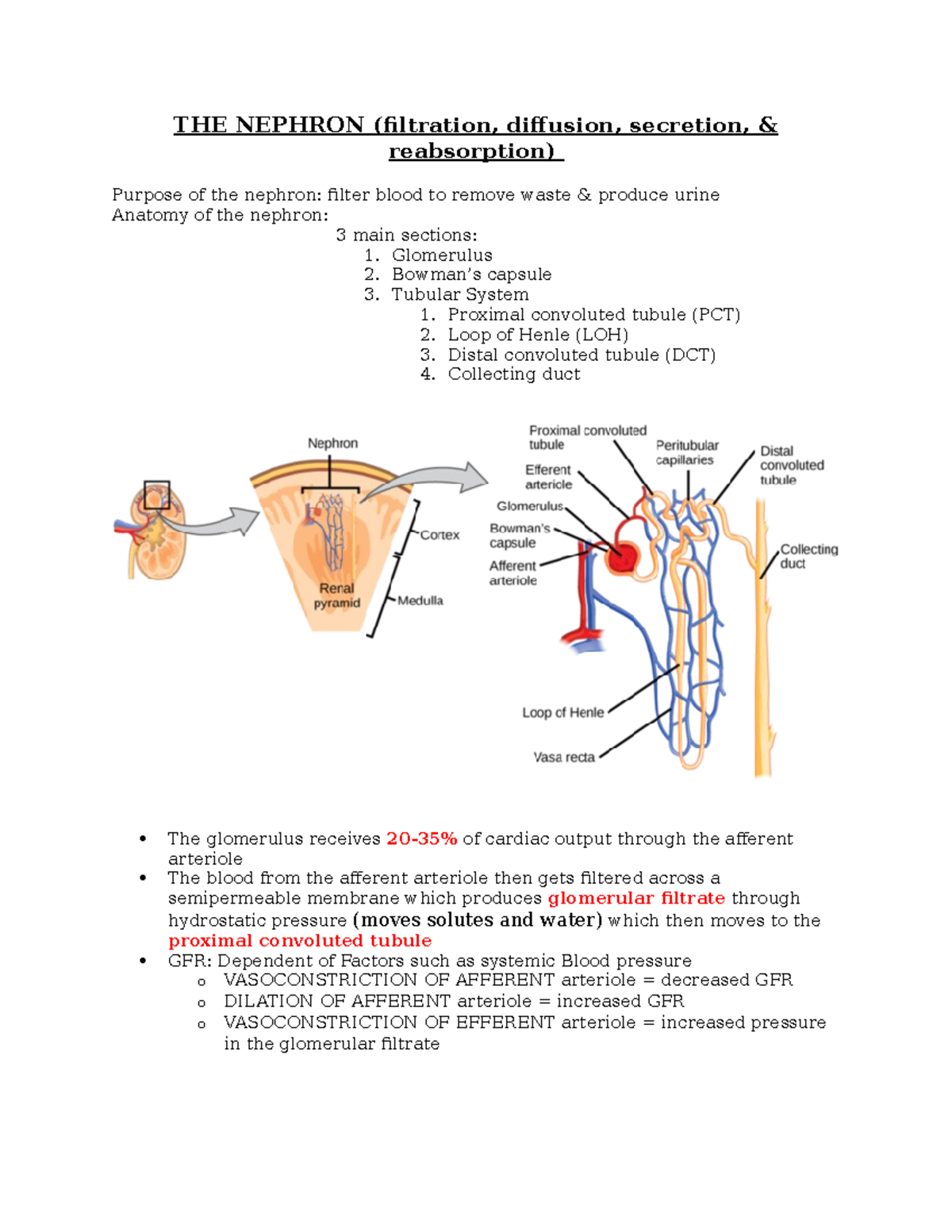 Nephron Study Guide - THE NEPHRON (filtration, diffusion, secretion ...