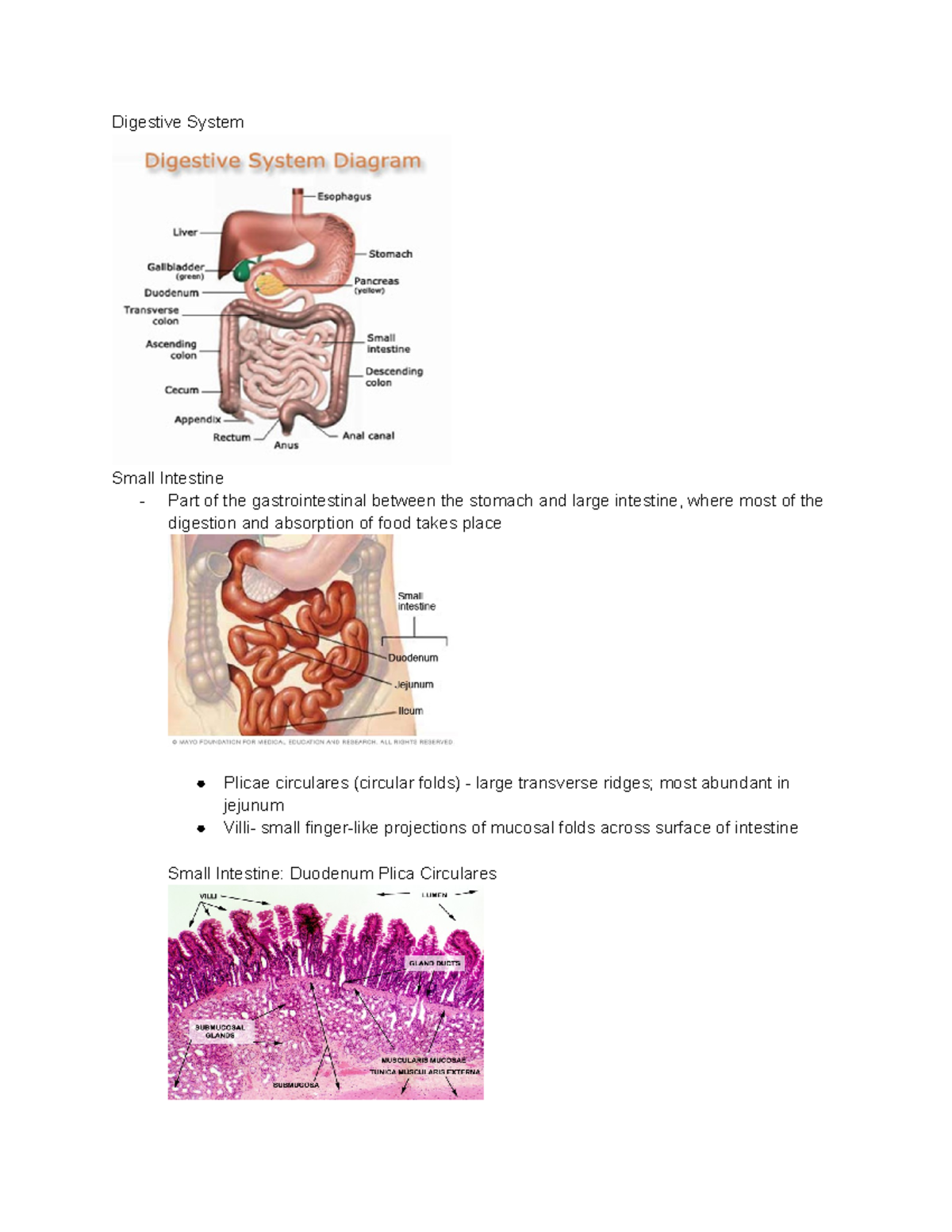 Digestive System Part 2 - Digestive System Small Intestine - Part of ...