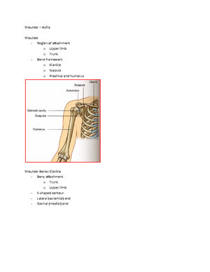 Summary Netter's Anatomy lecture lungs - Thoracic Cavity Lungs ...