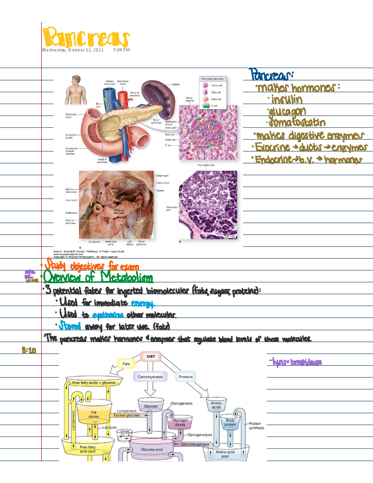 Pancreas Notes - BIOL 464 - Wednesday, October 12, 2022 7:04 PM - Studocu