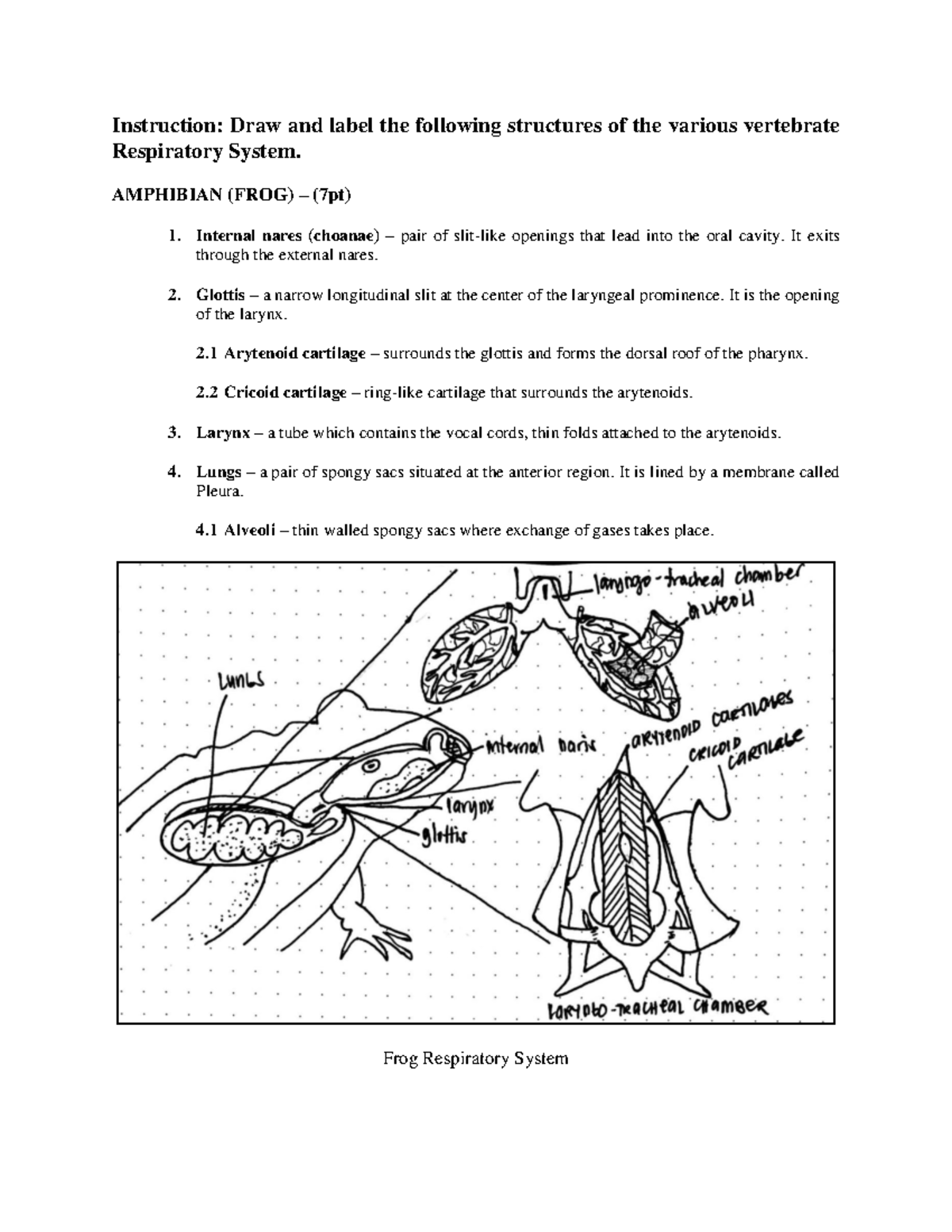 Respiratory System of Vertebrates - Instruction: Draw and label the ...