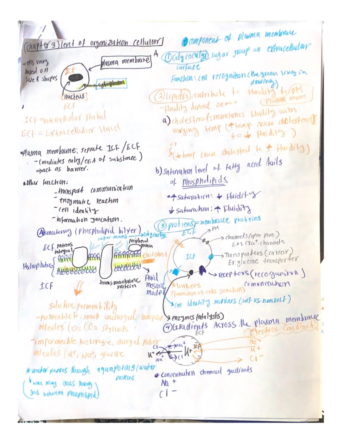 Chapter 3 Note - BIO 201A - Studocu
