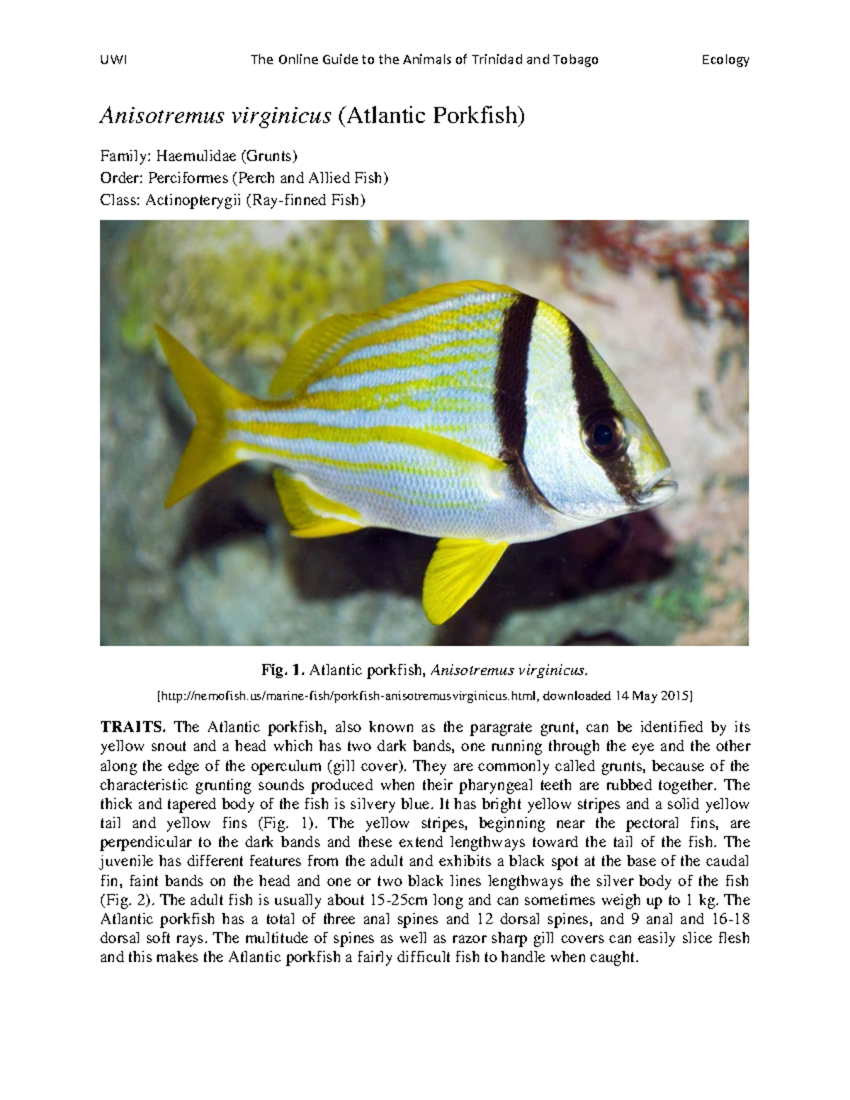 Anisotremus virginicus - Atlantic Porkfish - Anisotremus virginicus ...