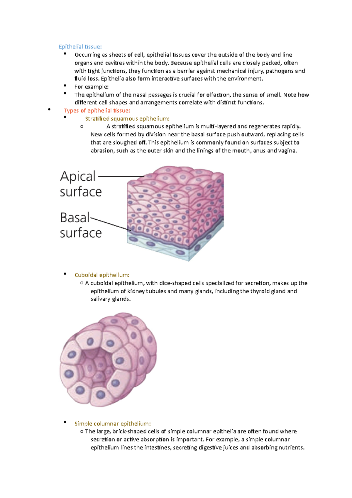 Animal Physiology - Epithelial tissue: Occurring as sheets of cell ...