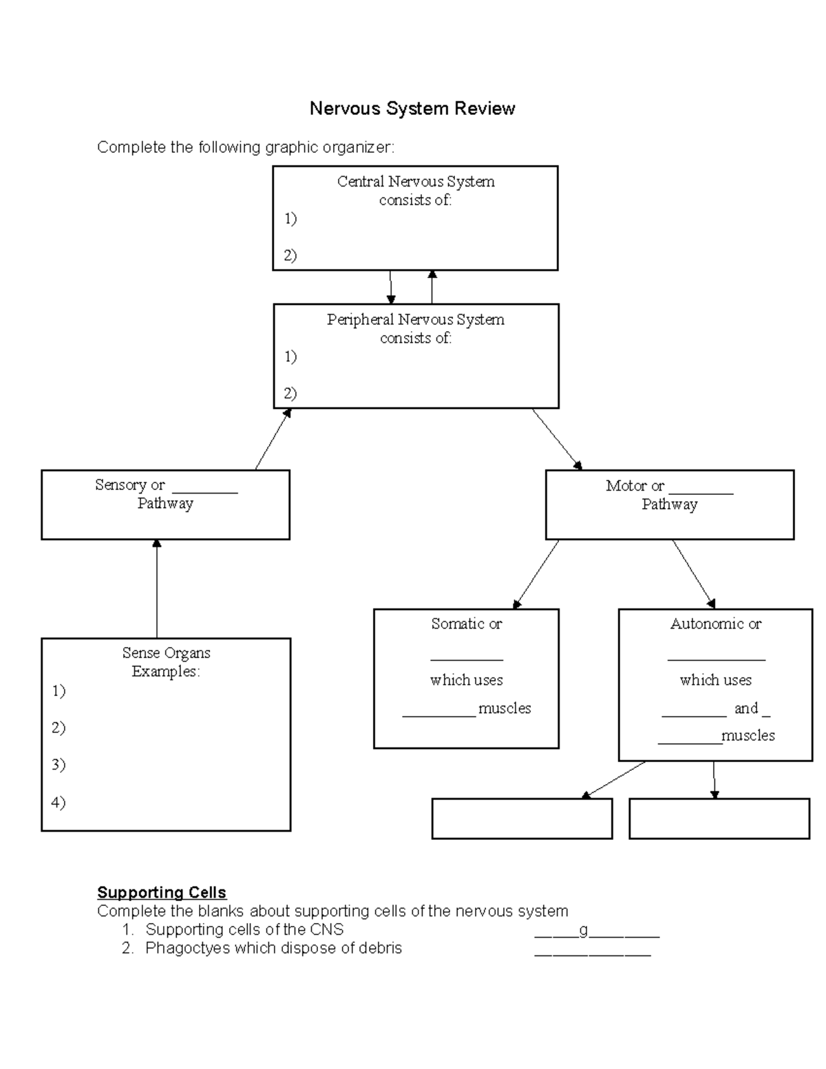 Nervous+System+Review - Nervous System Review Complete the following ...