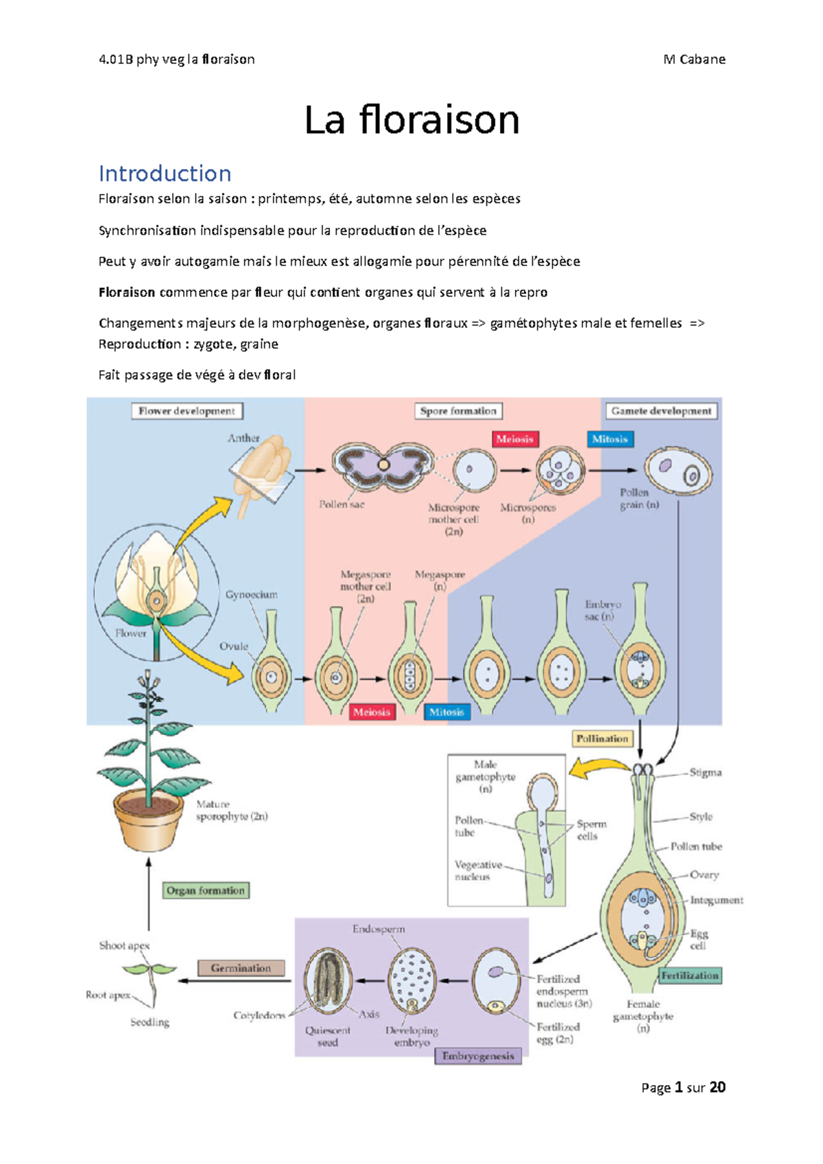 4.01B M Cabane - La floraison Introduction Floraison selon la saison ...