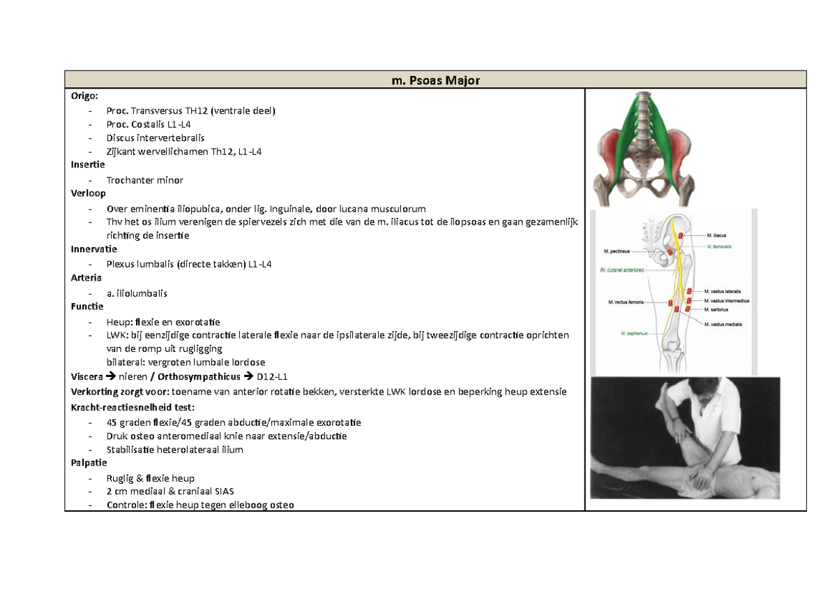 Spieren OE - m. Psoas Major Origo: Proc. Transversus TH12 (ventrale ...