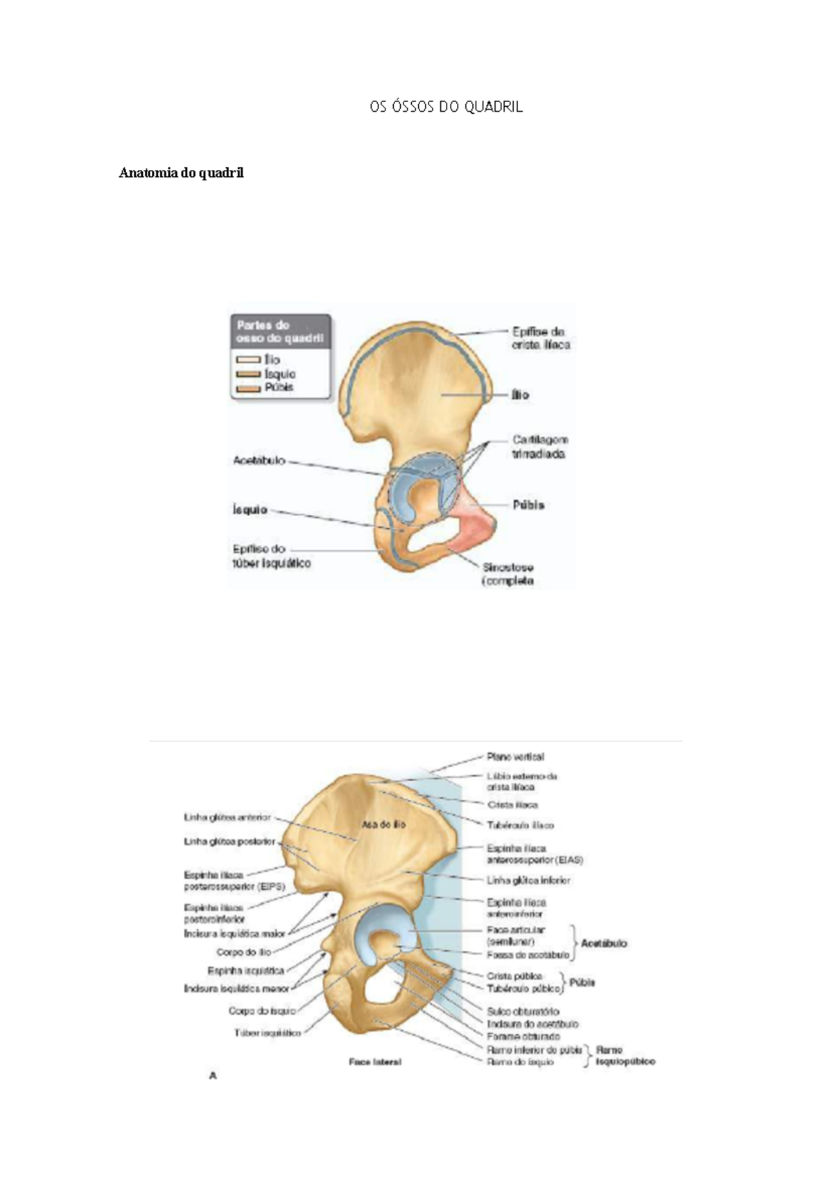 Fisiologia dos ossos do quadril. - OS ÓSSOS DO QUADRIL Anatomia do ...