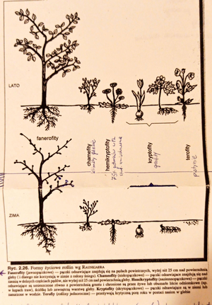 Ekologia ćw, badania czystości wody - PC ch , chloroplast, , pirenoid ...