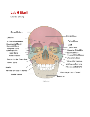 Lab 4 Bones and question form fillable - Lab 4 Assignment: Overview of ...