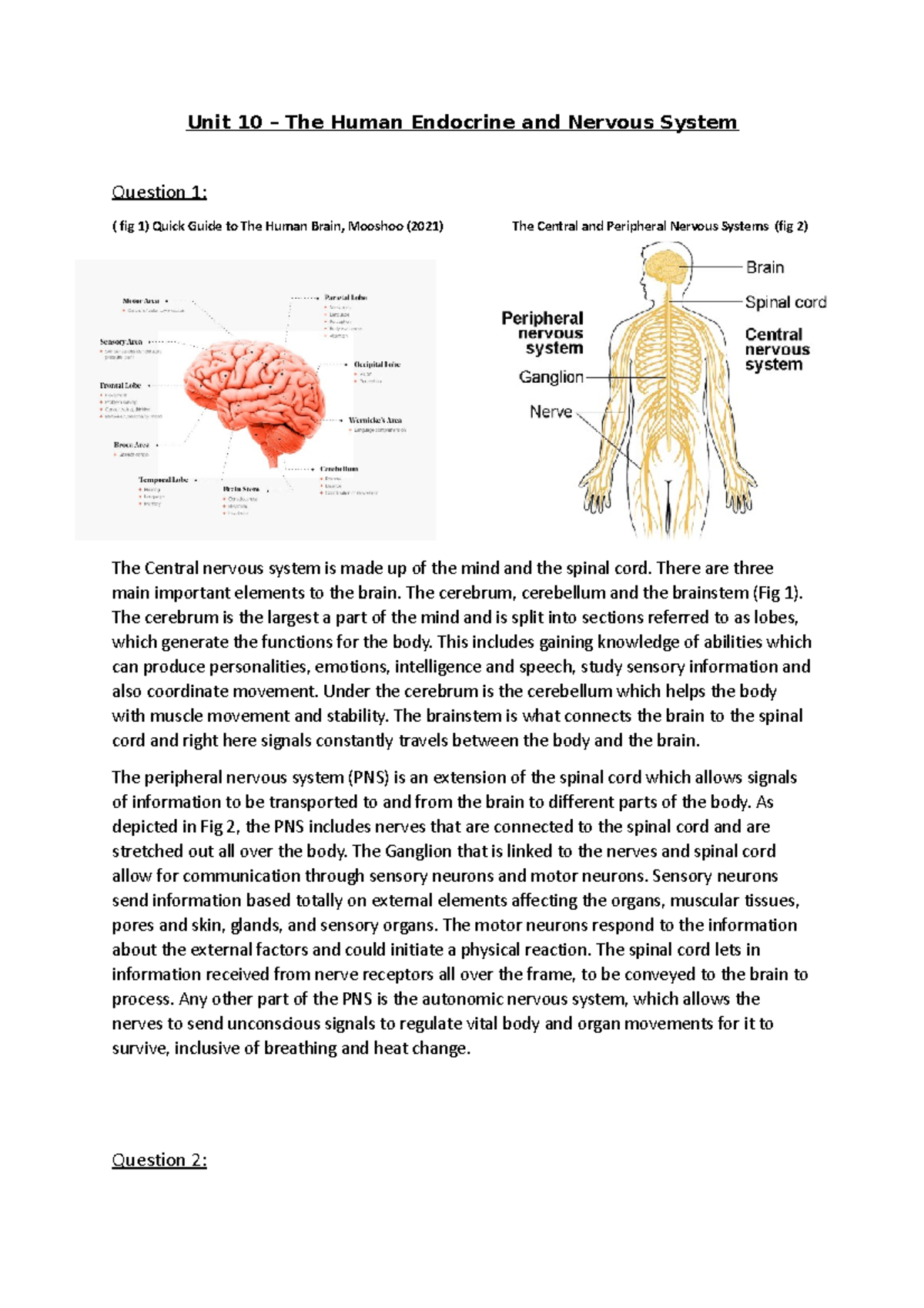 Unit 10 - Recieved distinction - Unit 10 – The Human Endocrine and ...