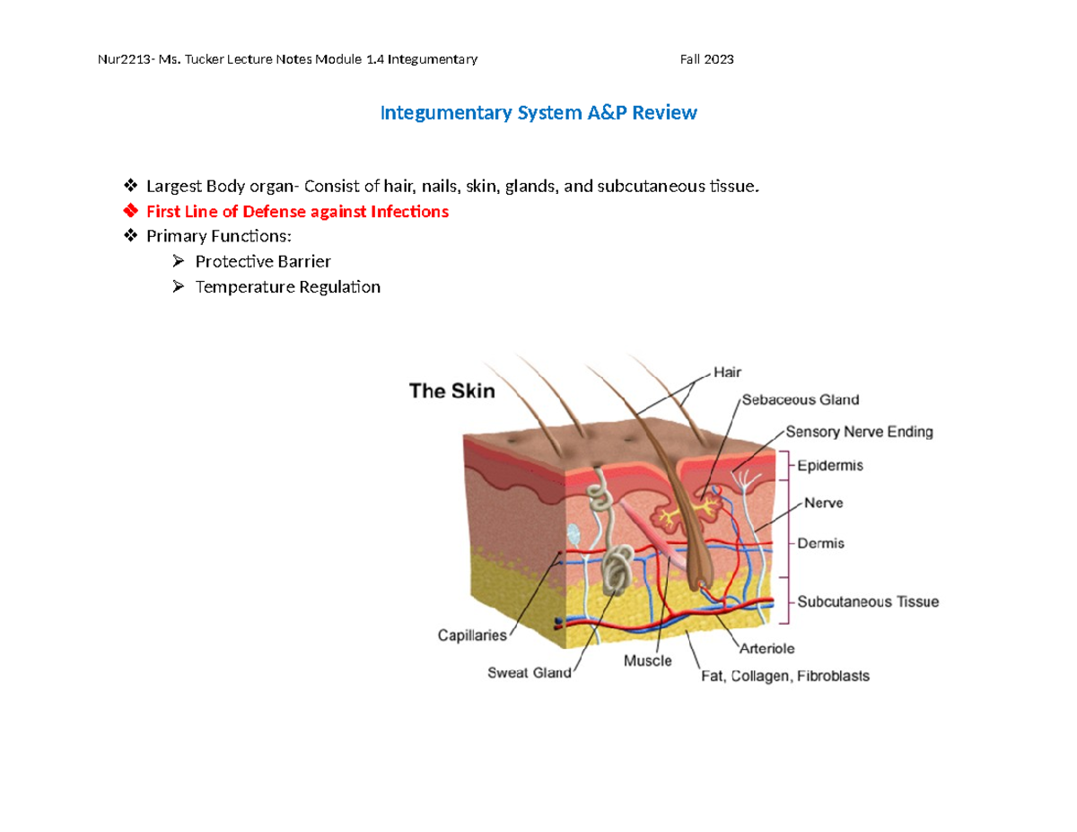 Integumentary System A&P Power Notes - Integumentary System A&P Review ...