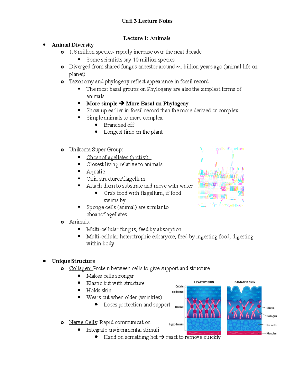 Unit 3 BIO 2 - Professor Allman Lecture Notes - Unit 3 Lecture Notes ...