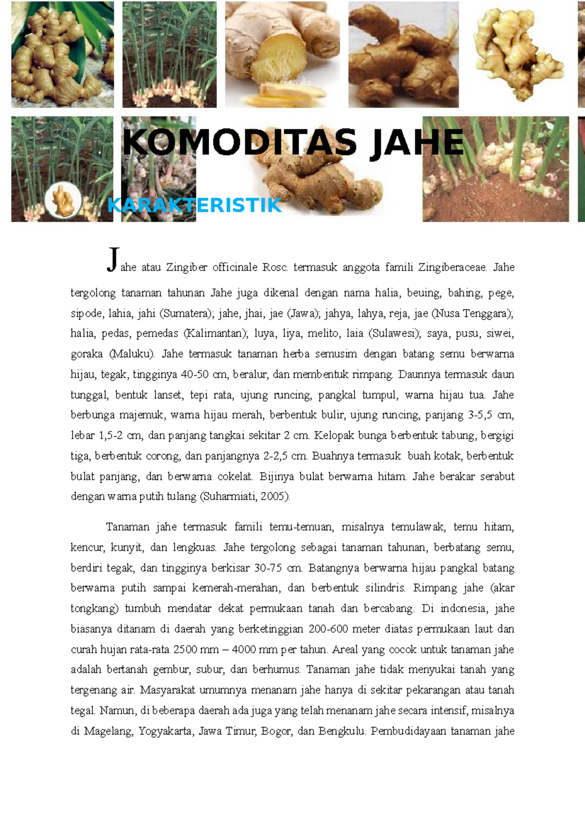 Jahe - Jahe - KOMODITAS JAHE KARAKTERISTIK Jahe atau Zingiber ...