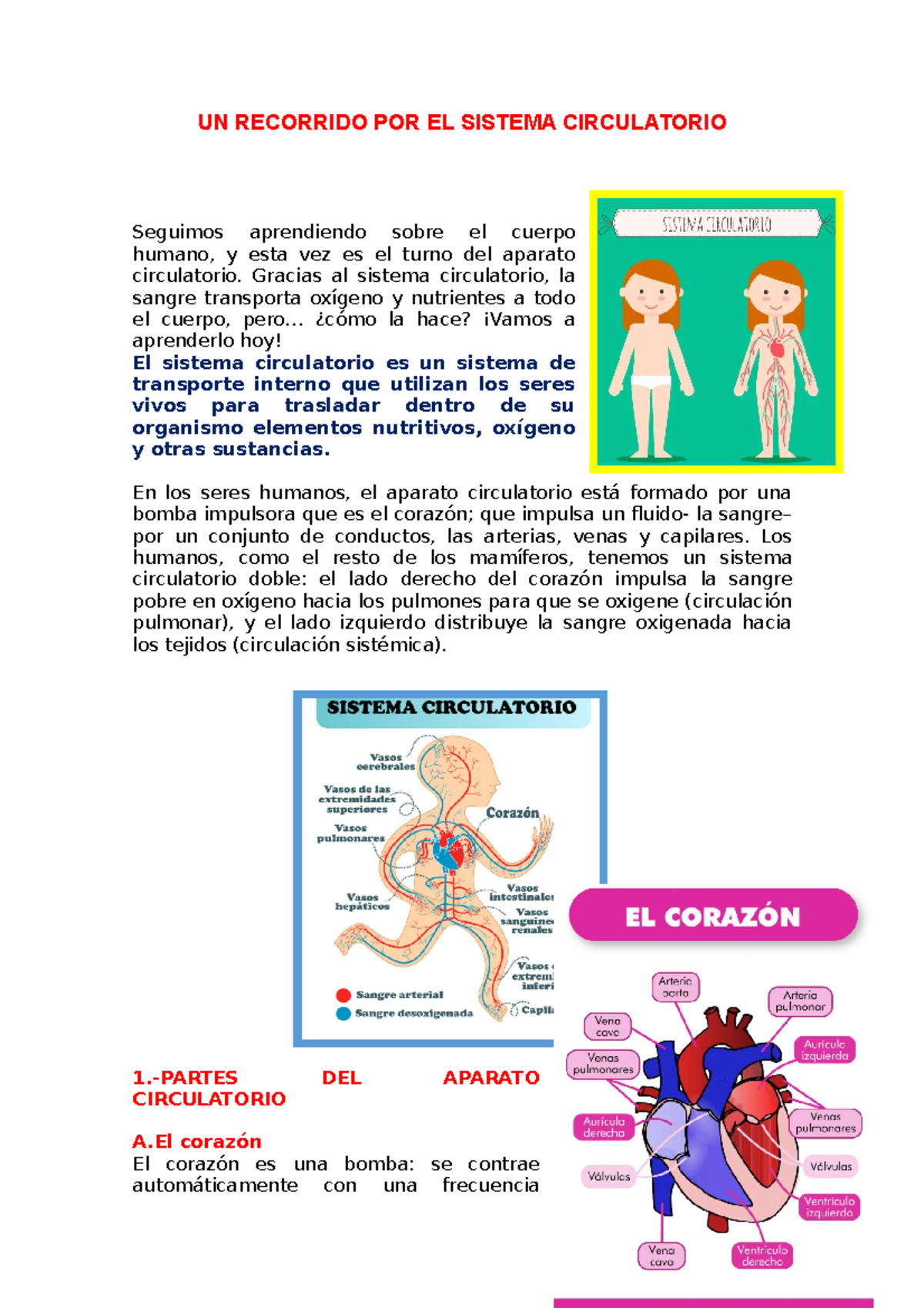 Sistema Circulatorio - UN RECORRIDO POR EL SISTEMA CIRCULATORIO ...