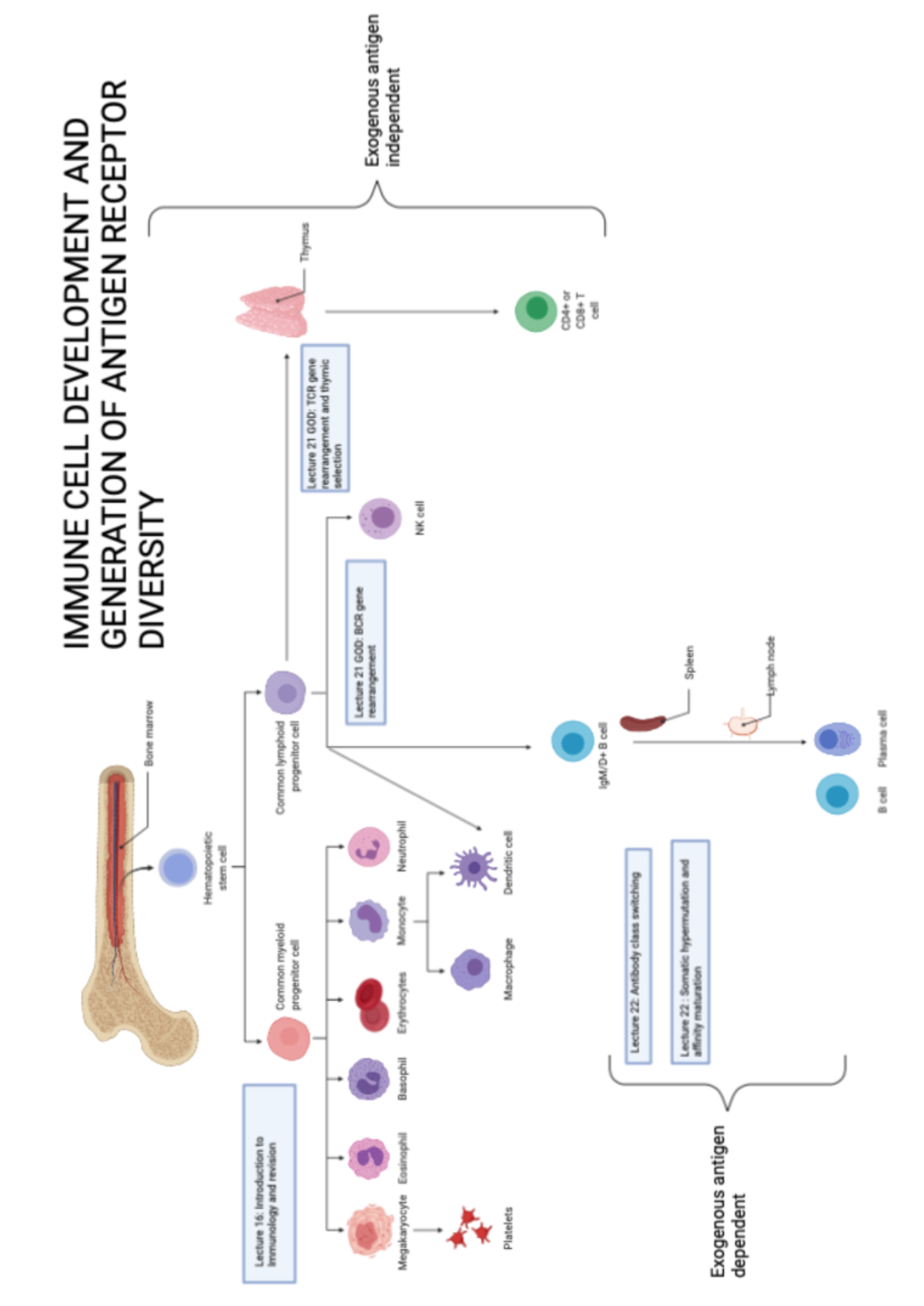 Immune CELL Development - Infection and Immunity - Studocu