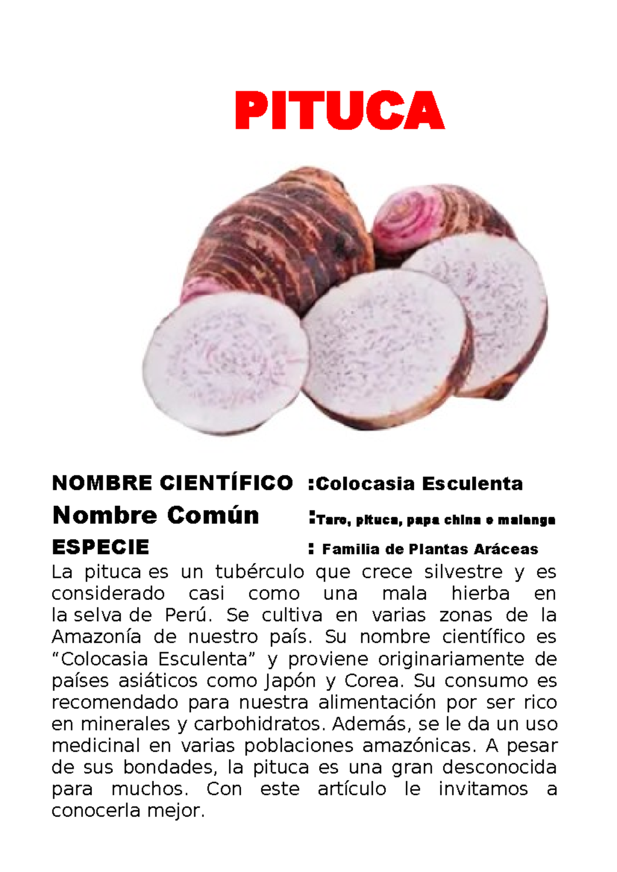 Pituca - cccc - PITUCA NOMBRE CIENTÍFICO :Colocasia Esculenta Nombre ...