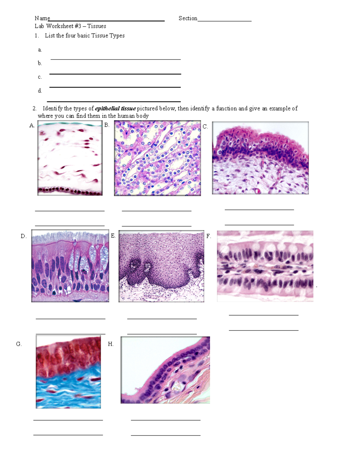 Lab Worksheet #3 2022 - Lab - Name Section_________________ Lab ...