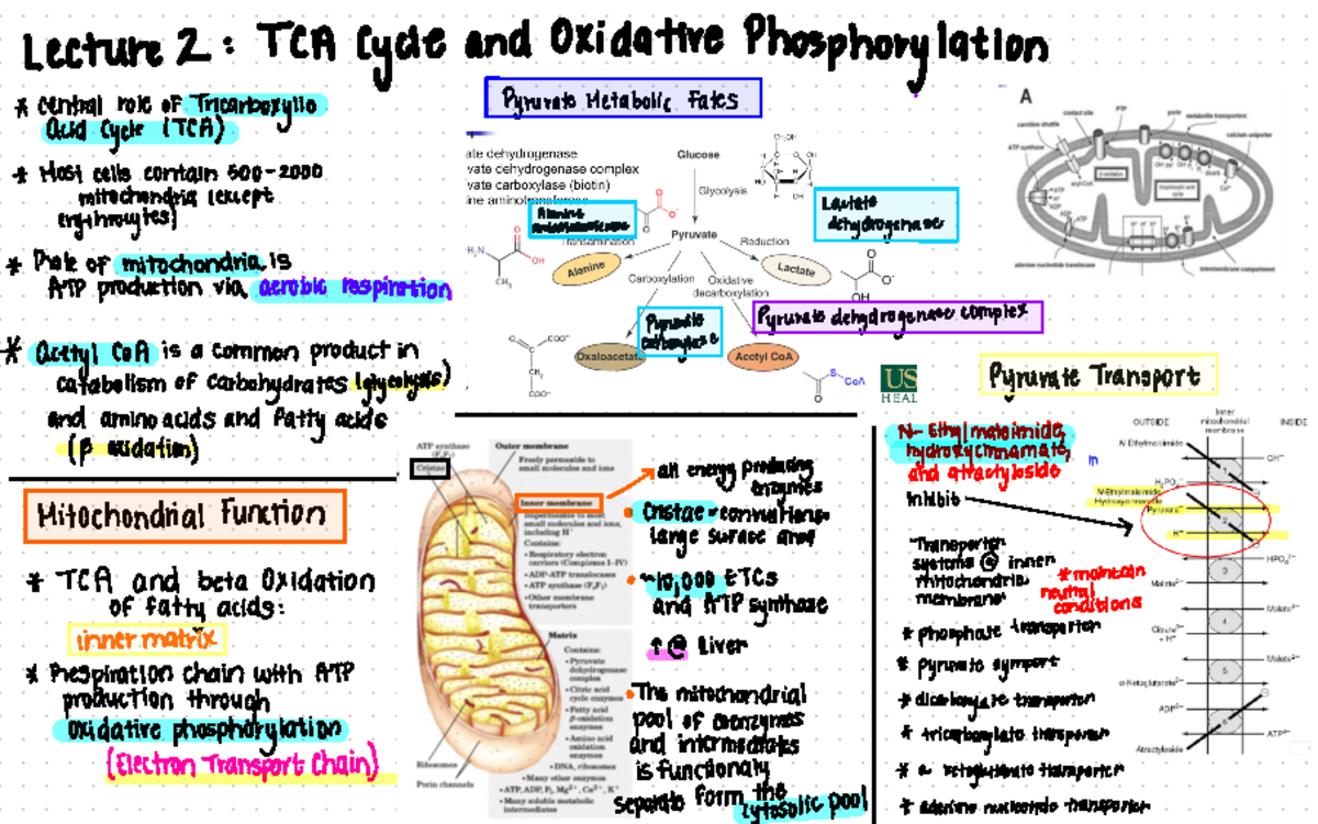 Lecture 2 Review - Lecture 2: TCA cycle andOxidative Phosphorylation ...