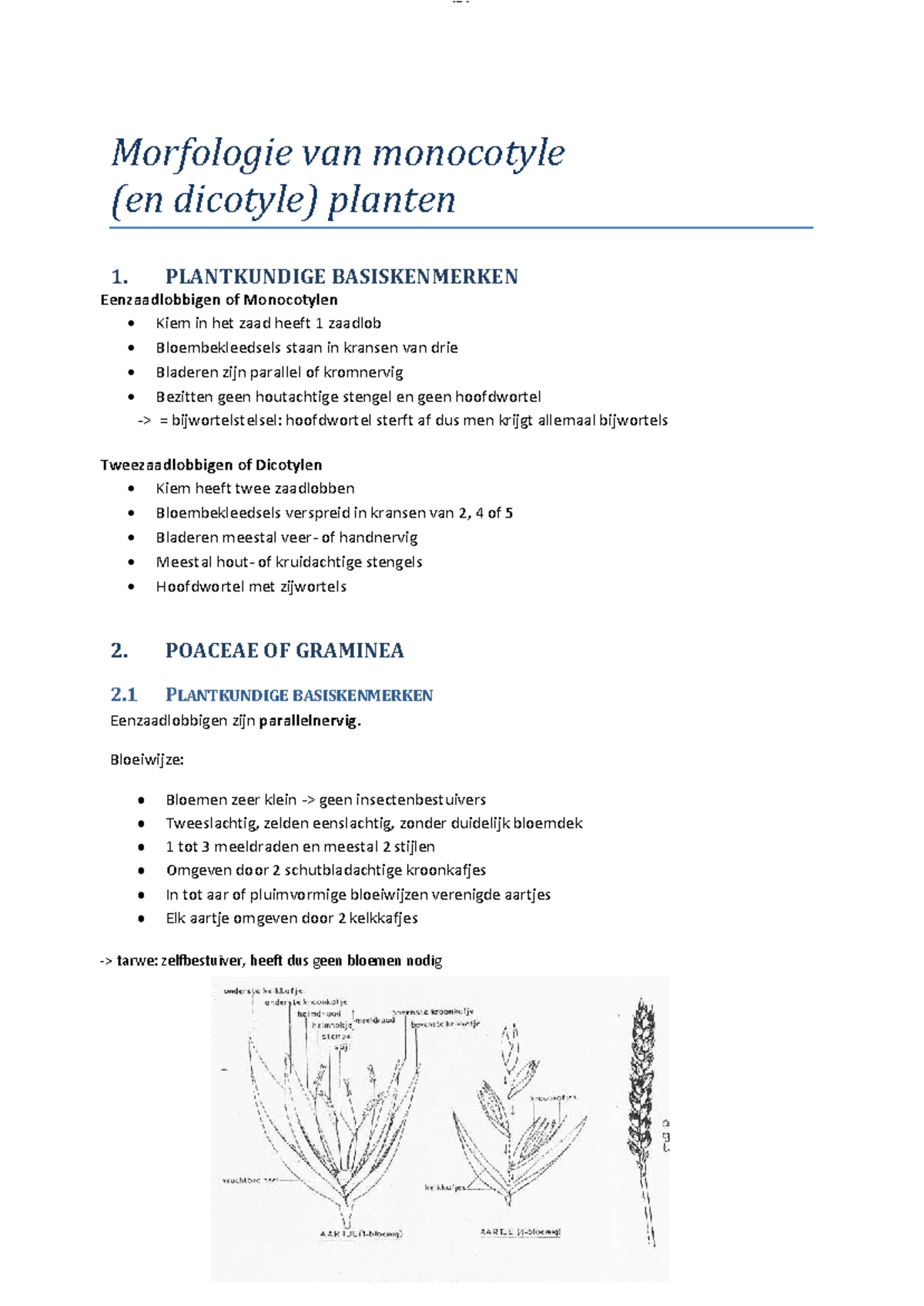 Plantkunde mono- en dicotylen - Morfologie van monocotyle (en dicotyle) planten 1. PLANTKUNDIGE ...