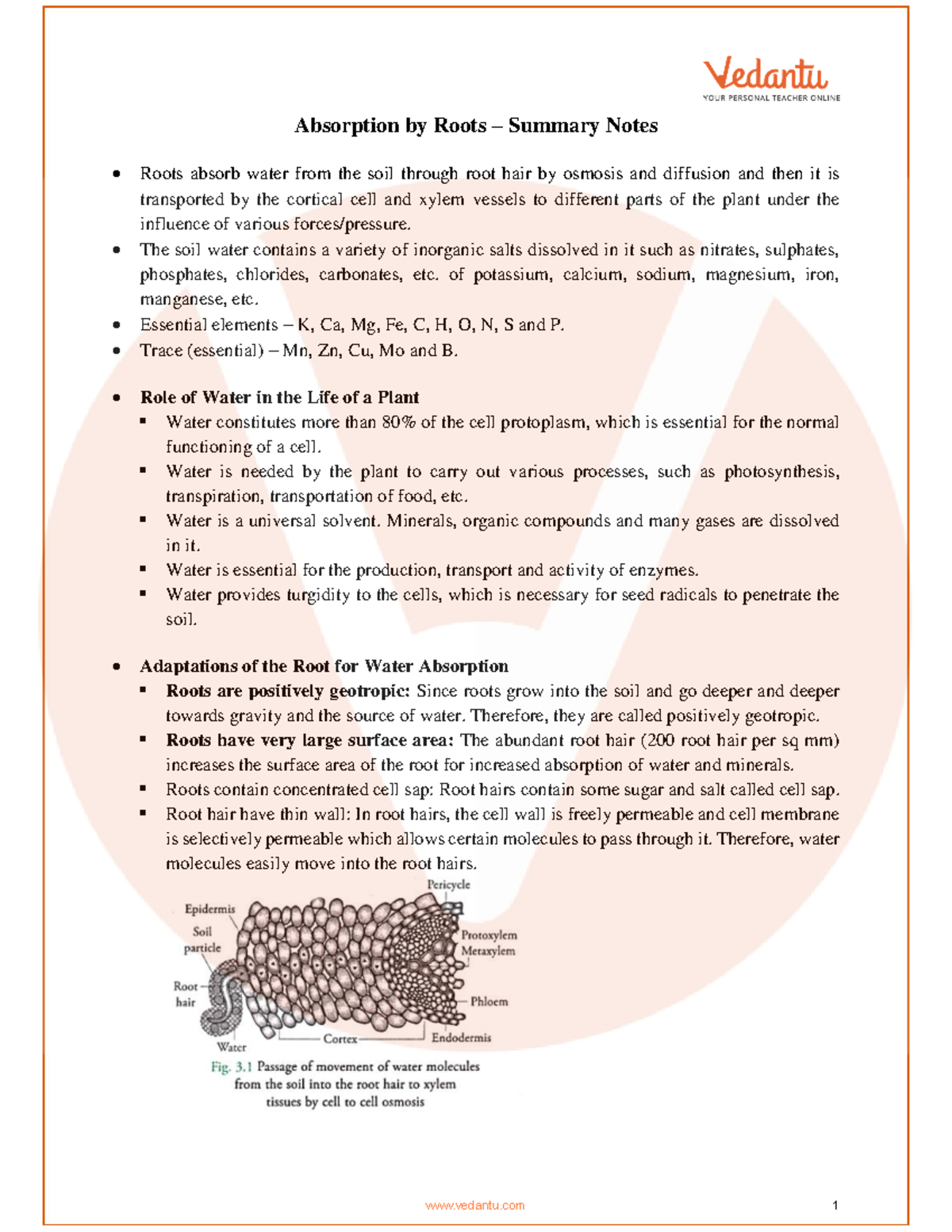 Class 10 Biology Chapter 4 Revision Notes - Absorption by Roots ...