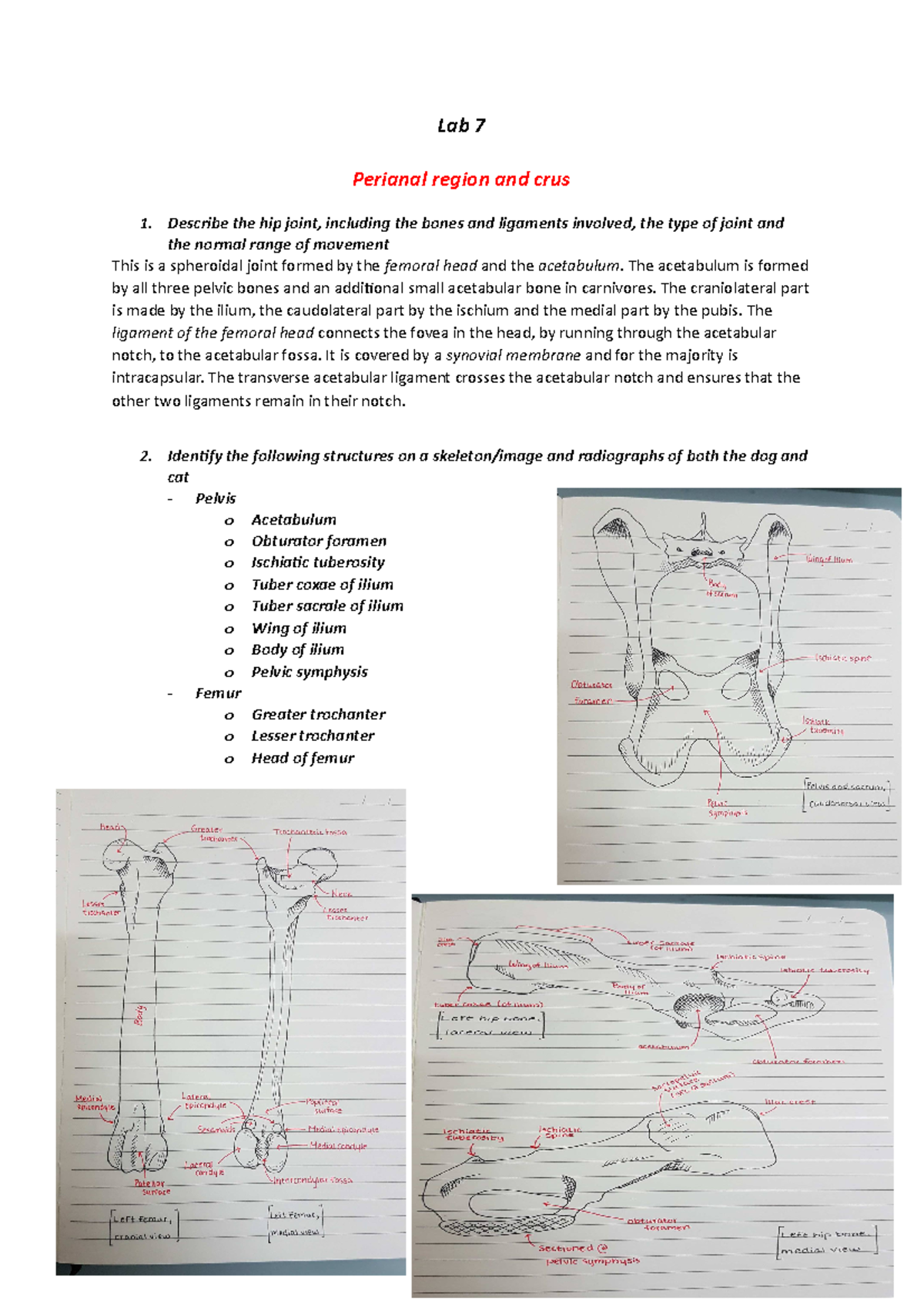 Lab 7 - Perianal region and crus - Describe the hip joint, including ...