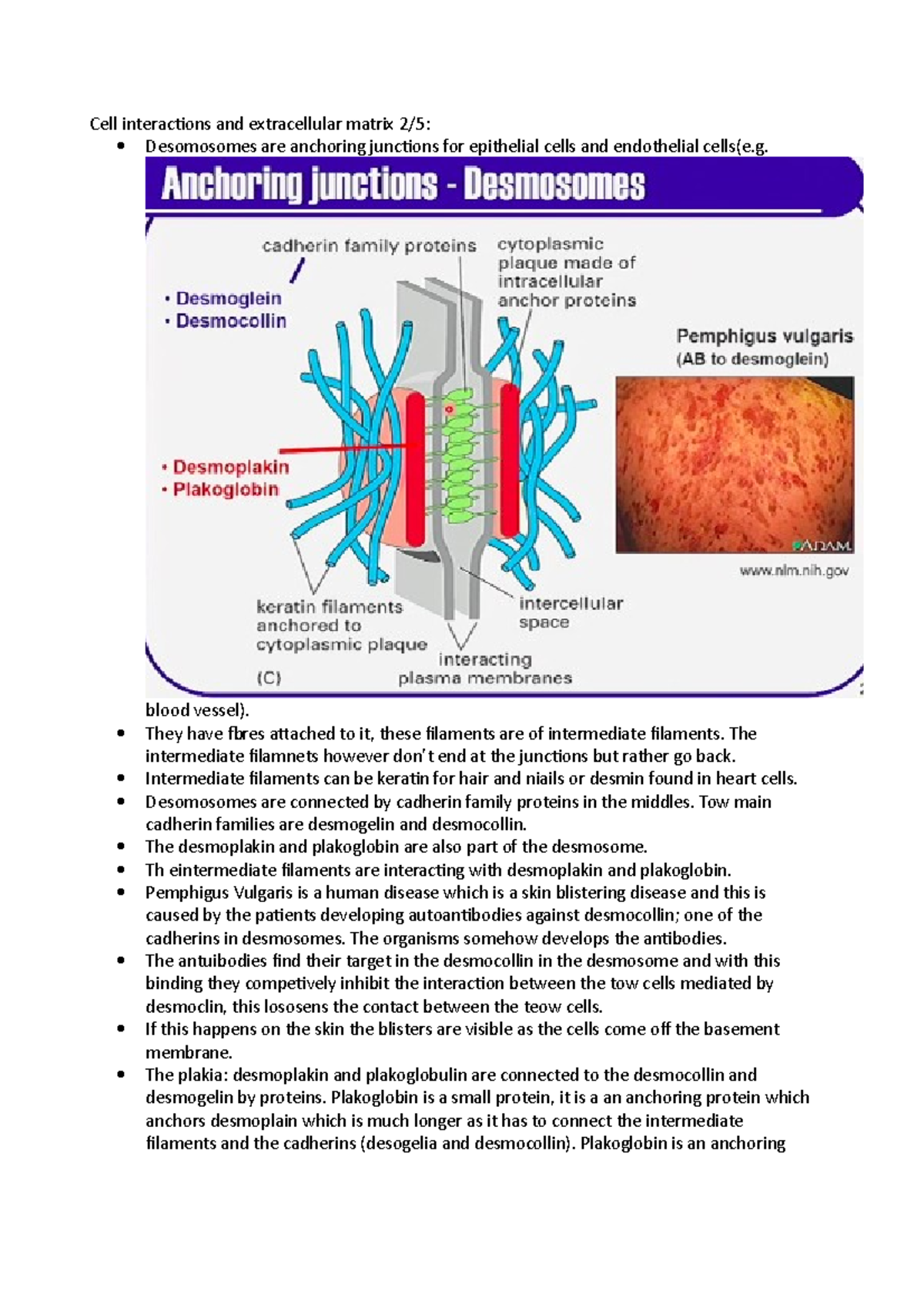 Cell interactions and extracellular matrix 2 - blood vessel). They have ...