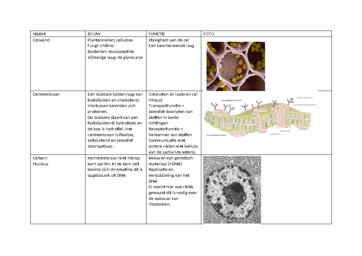 Samenvatting organismen - NAAM BOUW FUNCTIE FOTO Celwand Plantencellen ...