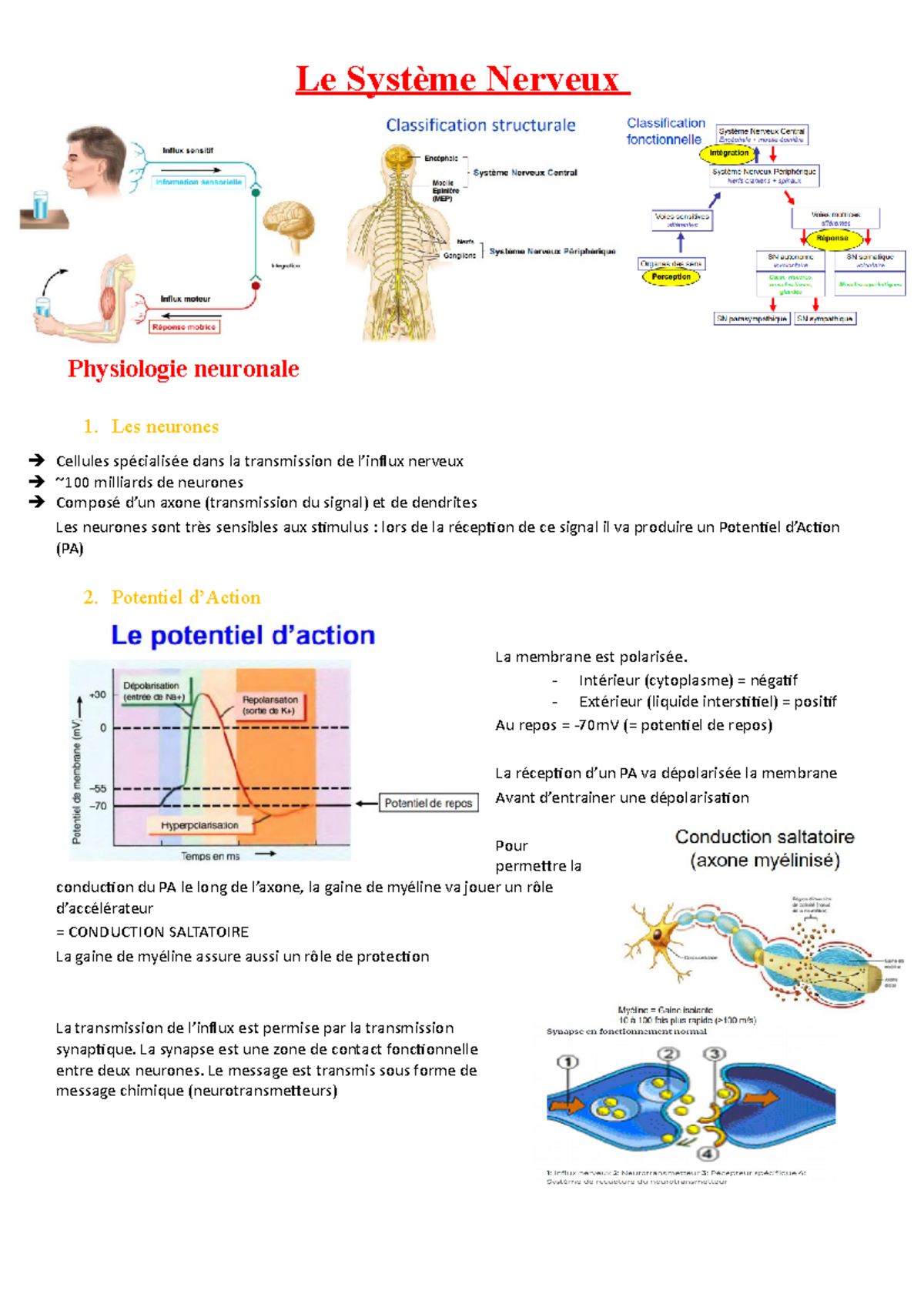 SVS 10 Système Nerveux - Le Système Nerveux I. Physiologie neuronale 1 ...