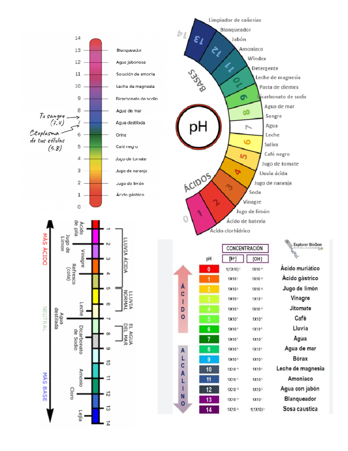 P H, acido base y reacciones quimicas - La palabra ácido procede del latín “acidus”, que ...