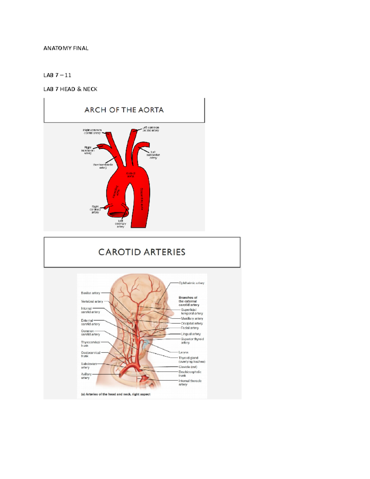 Anatomy final 2020 - ANATOMY FINAL LAB 7 – 11 LAB 7 HEAD & NECK LOWER ...
