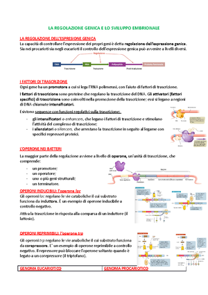 9. tipo ed effetti delle mutazioni - MUTAZIONI LE MUTAZIONI RENDONO ...