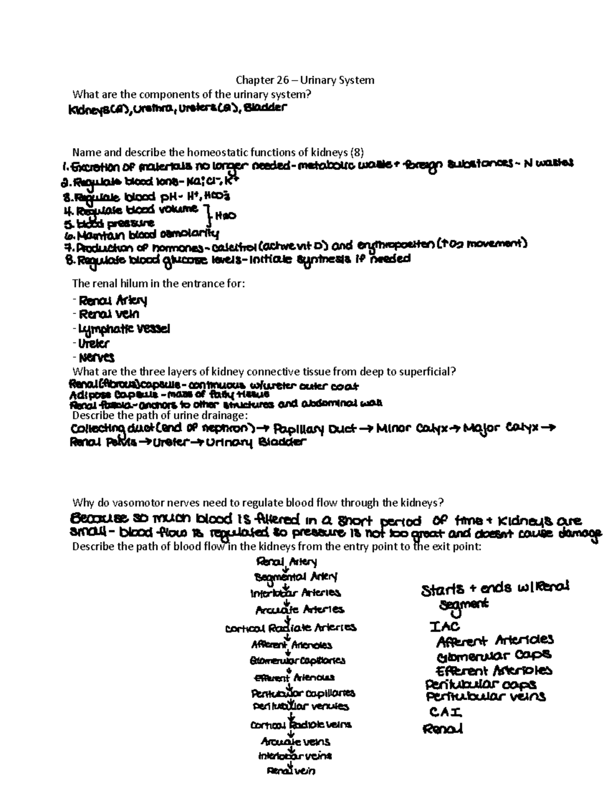 Chapter 26 Urinary System - Chapter 26 – Urinary System What are the ...