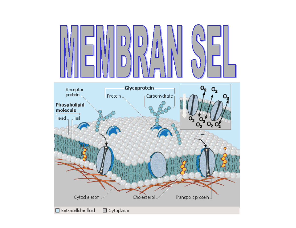 CELL 2-Membran - Lecture note - Peranan membran sel 1. pembatas lapisan ...
