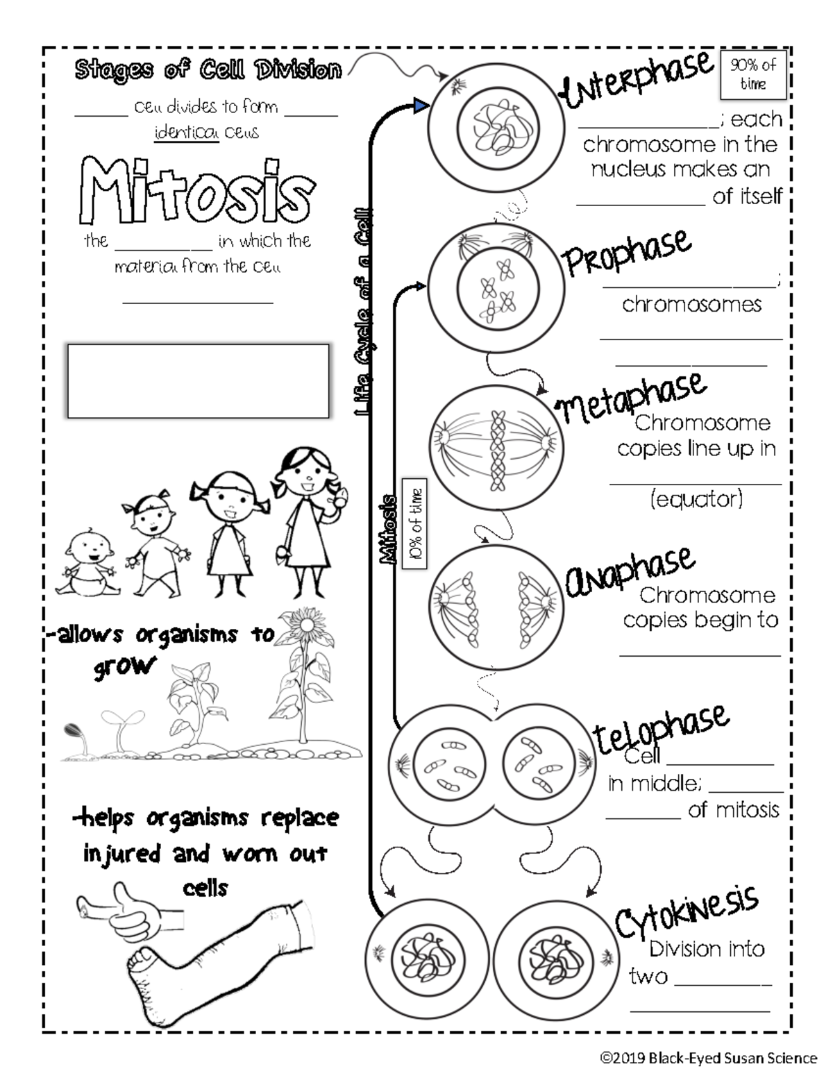 Caden Baylous - Mitosis Doodle Notes Student Copy - the _________ in ...
