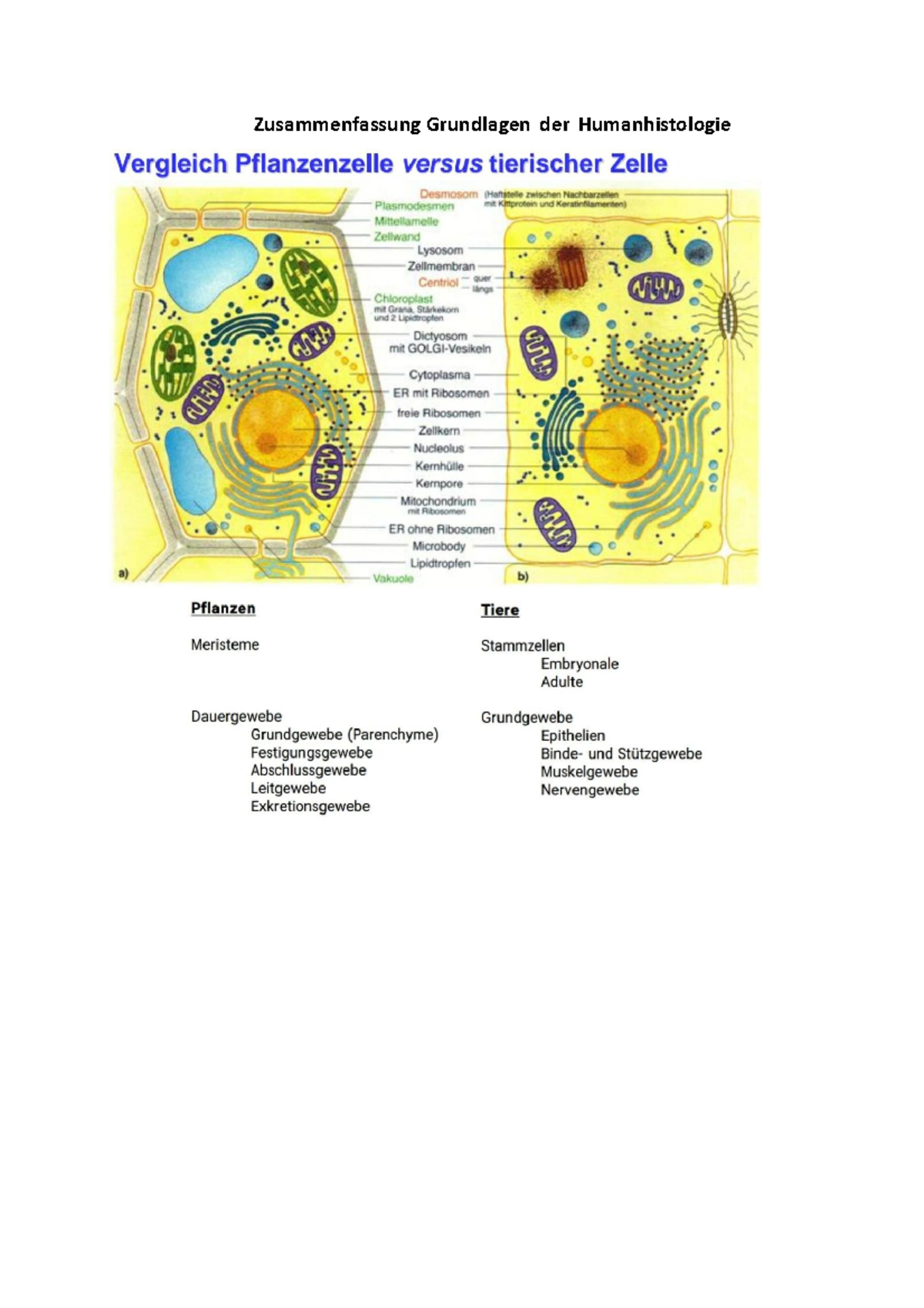 Zytol. histolog. Grundlagen der Biologie Teil 2 - Zusammenfassung ...