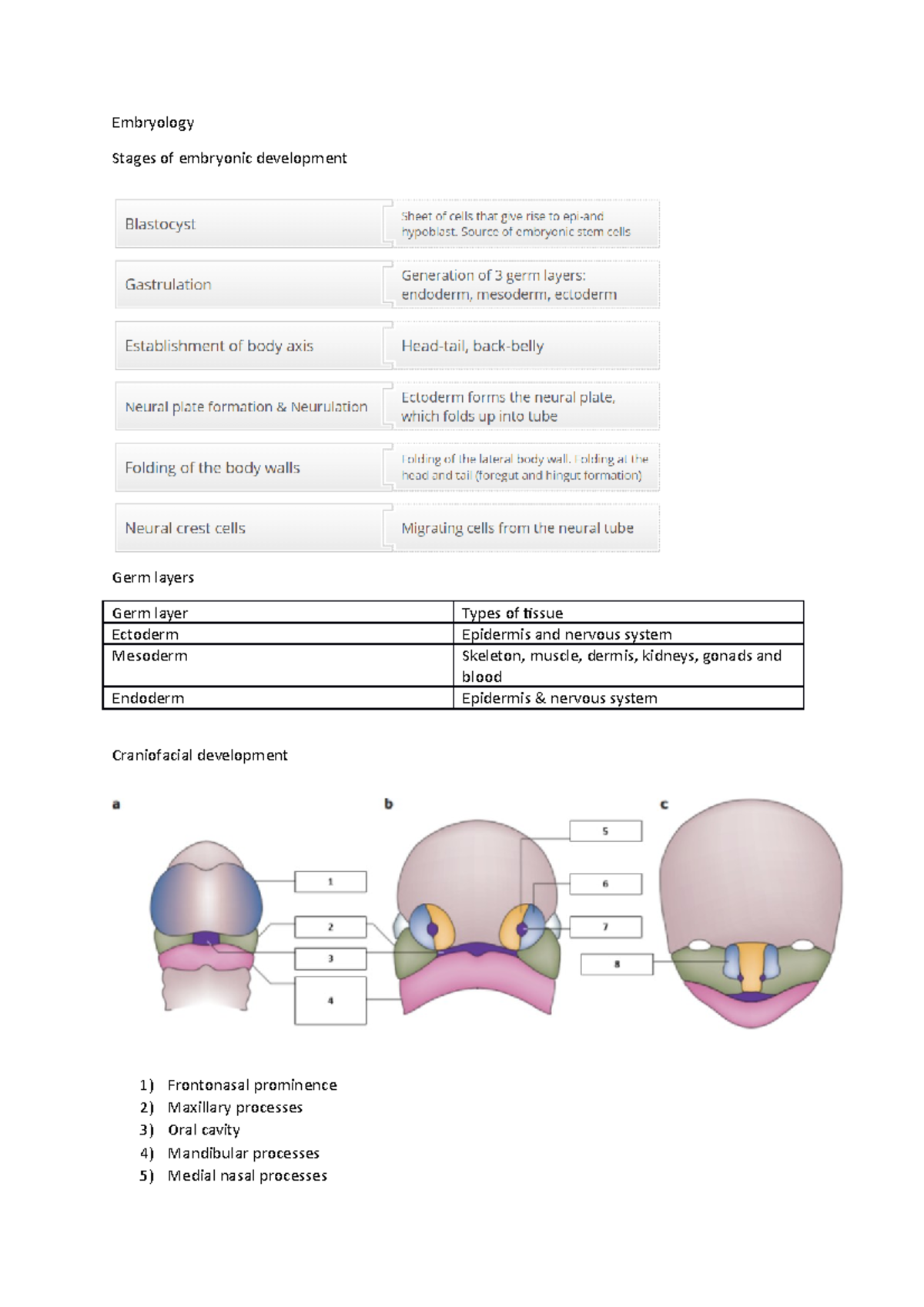 Embryology - Embryology Stages of embryonic development Germ layers ...
