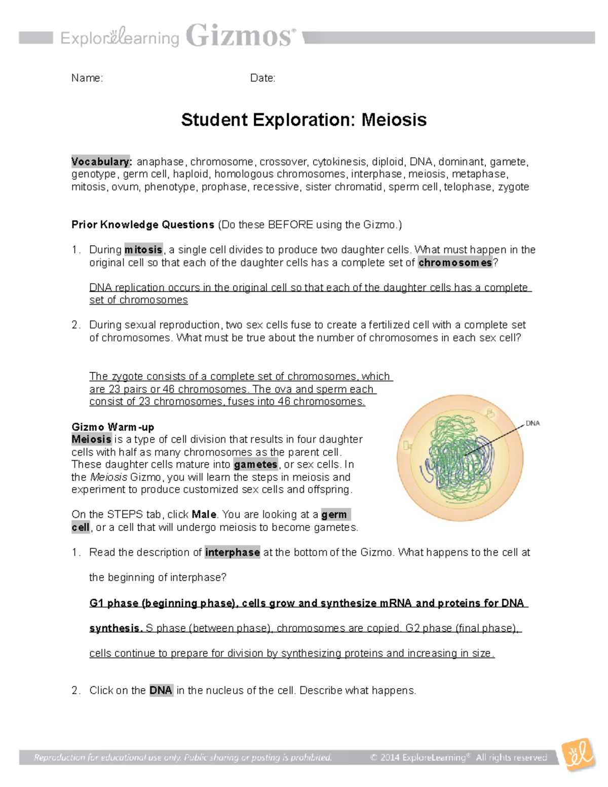 Meiosis SE - Name: Date: Student Exploration: Meiosis Vocabulary ...