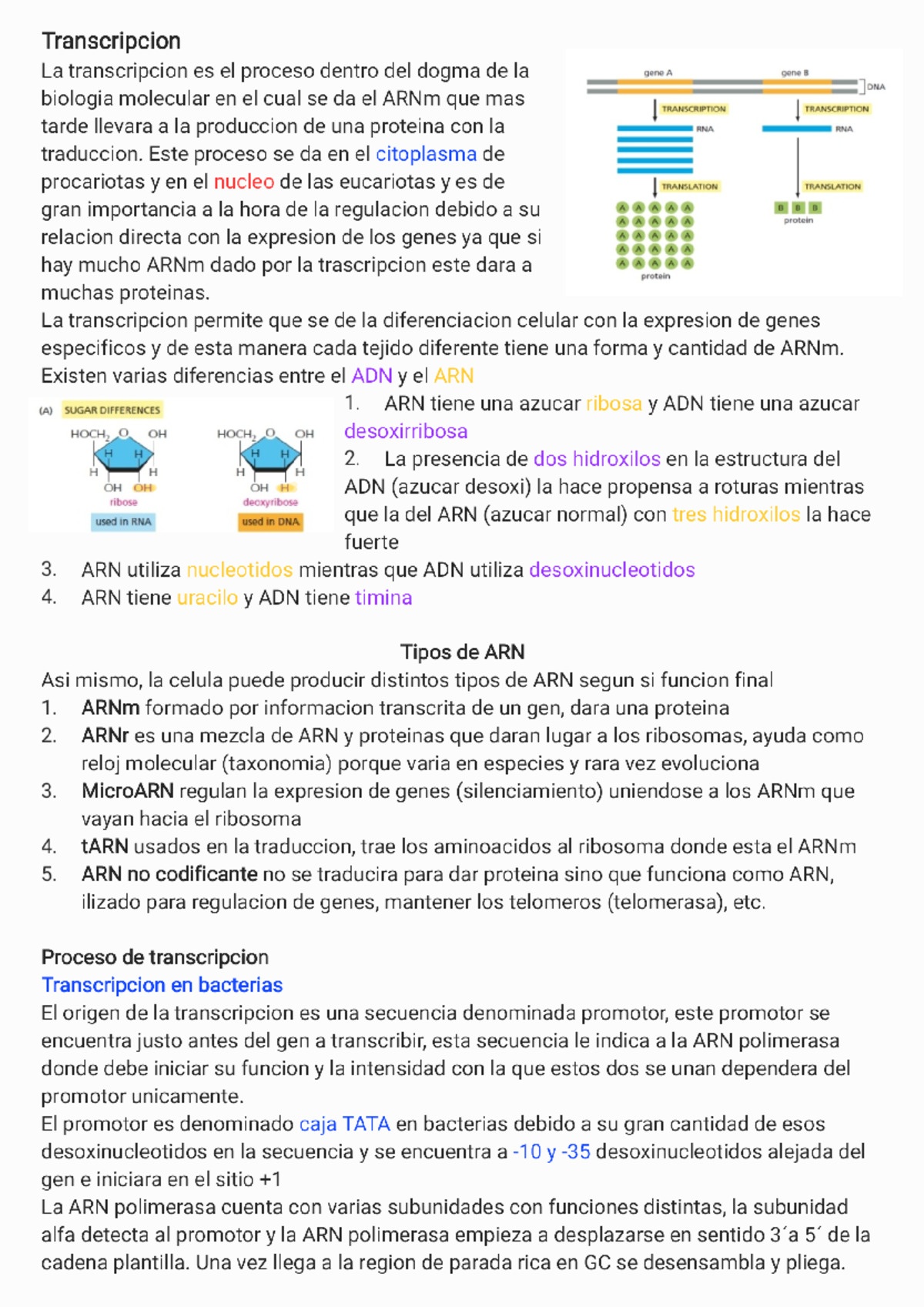 Transcripción genética humana - Transcripcion La transcripcion es el ...