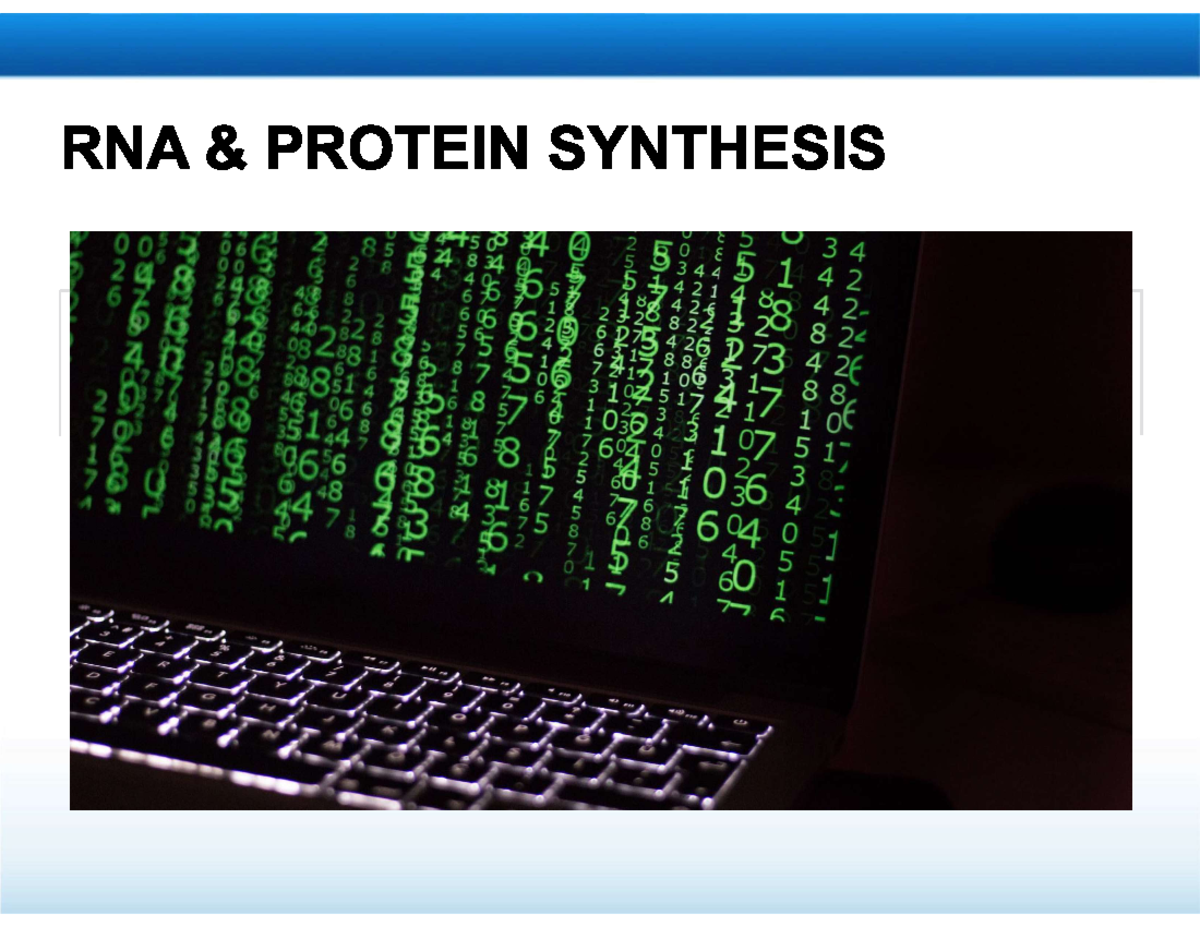 Protein Synth Notes Transcription - Studocu