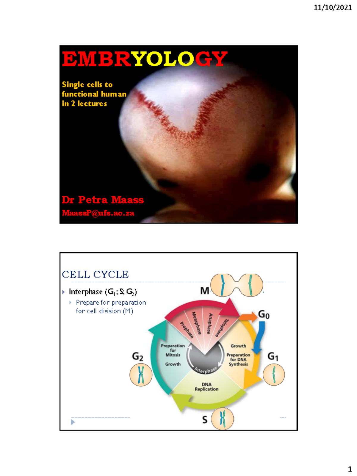 PHBG 2021 embryology Dr Maass - EMBRDr Petra MaassMaassP@ufs.ac cells ...