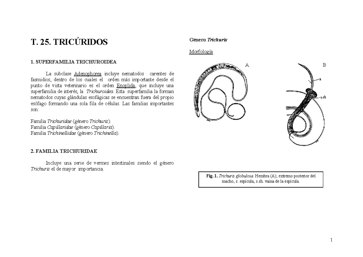Familia Trichuridae - Good - T. 25. TRIC⁄RIDOS GÈnero Trichuris ...