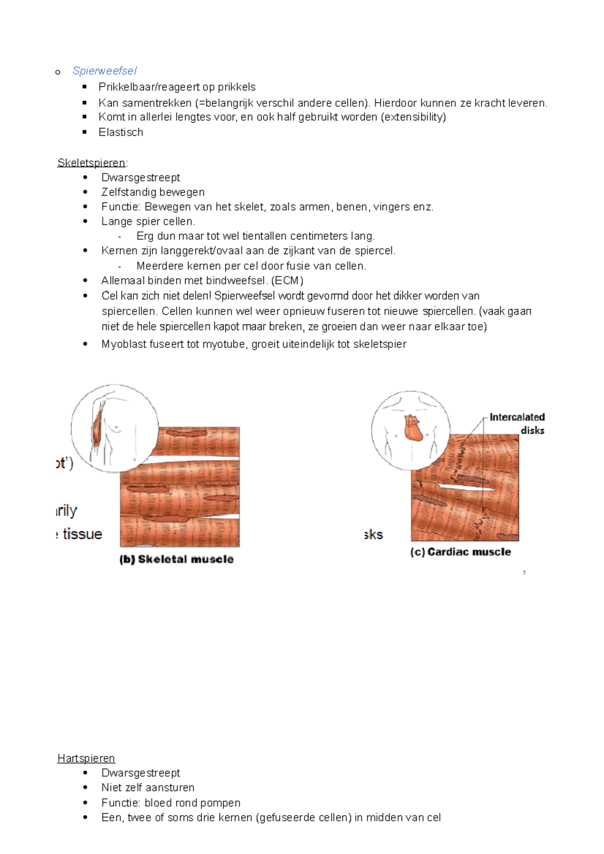 Samenvatting spierweefsel - o Spierweefsel op prikkels Kan samentrekken ...