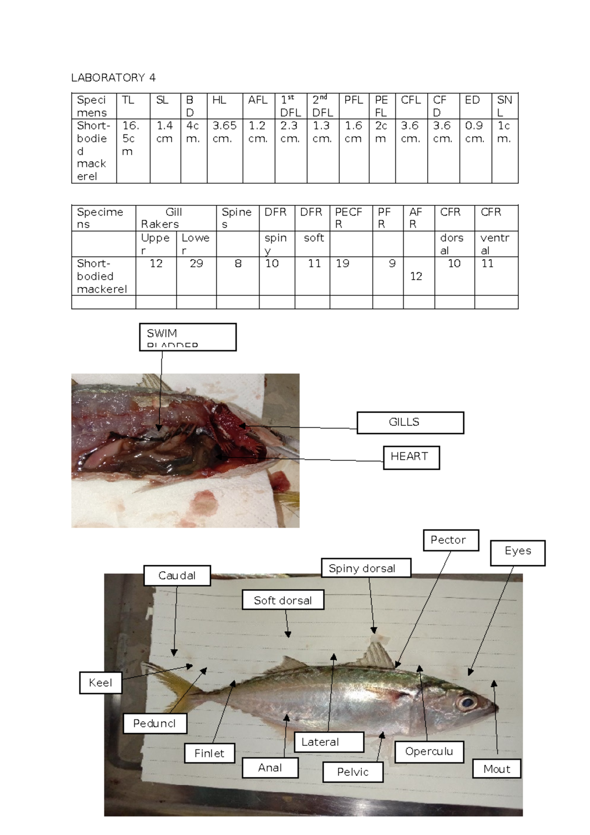Short-bodied-mackerel - LABORATORY 4 Speci mens TL SL B D HL AFL 1 st DFL 2 nd DFL PFL PE FL CFL ...